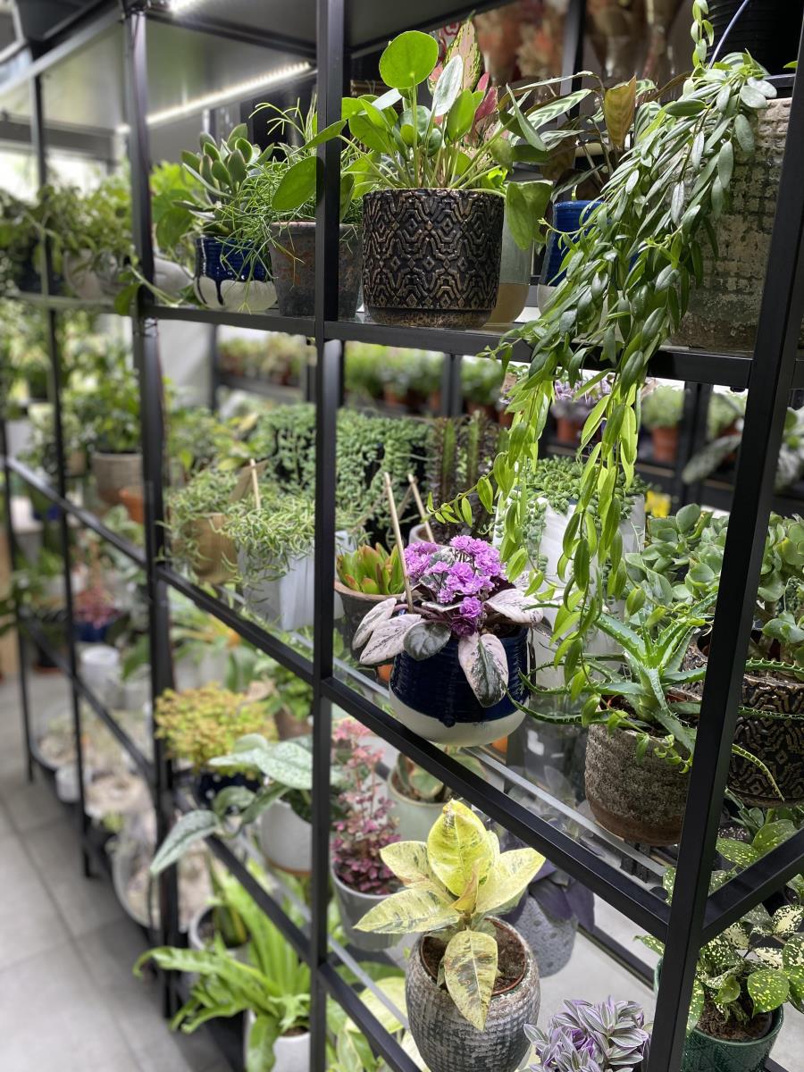 LOVEPLANTS - Sklep z roślinami | Kwiaciarnie, Kraków